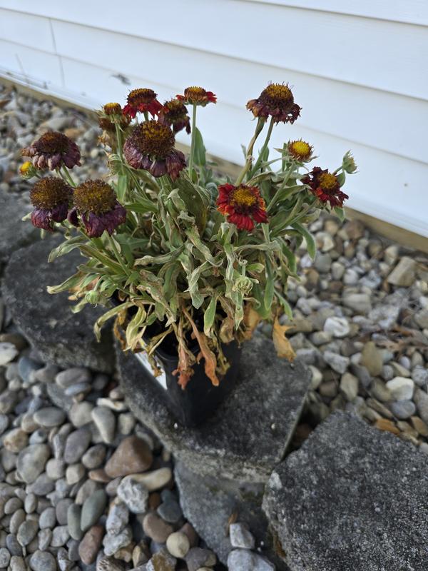 Monrovia Multicolor Coneflower Cheyenne Spirit Plant in 2.5-Quart Pot ...