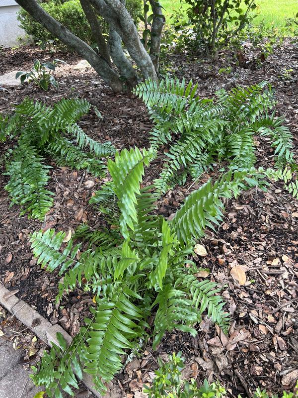 Lowe's 2.5 -Quart Macho Fern 1 -Pack - Low Maintenance in the ...