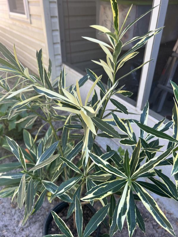 Lowe's Twist of Pink#8482 Variegated Oleander Flowering Shrub in 2.00 ...