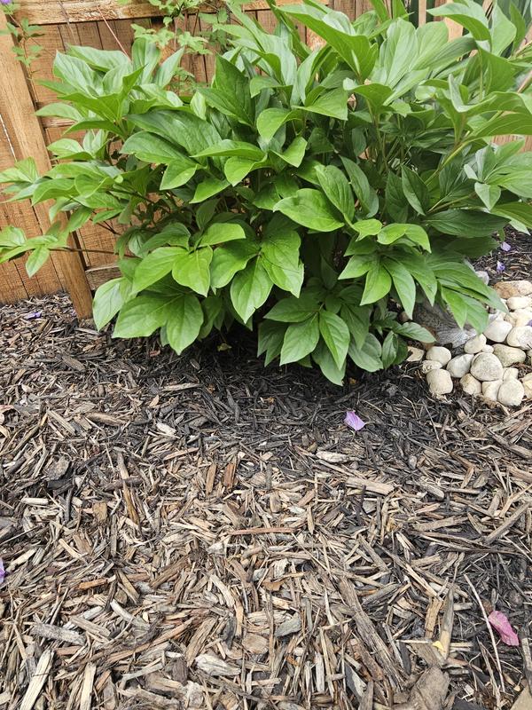 Permagreen 2.0 -cu ft Black Hardwood Decorative bark mulch in the ...