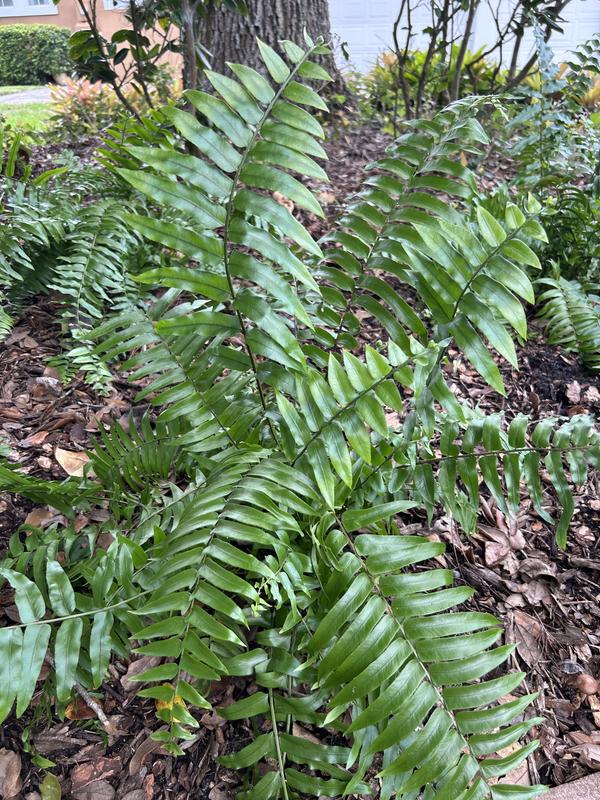 Lowe's 2.5 -Quart Macho Fern 1 -Pack - Low Maintenance in the ...