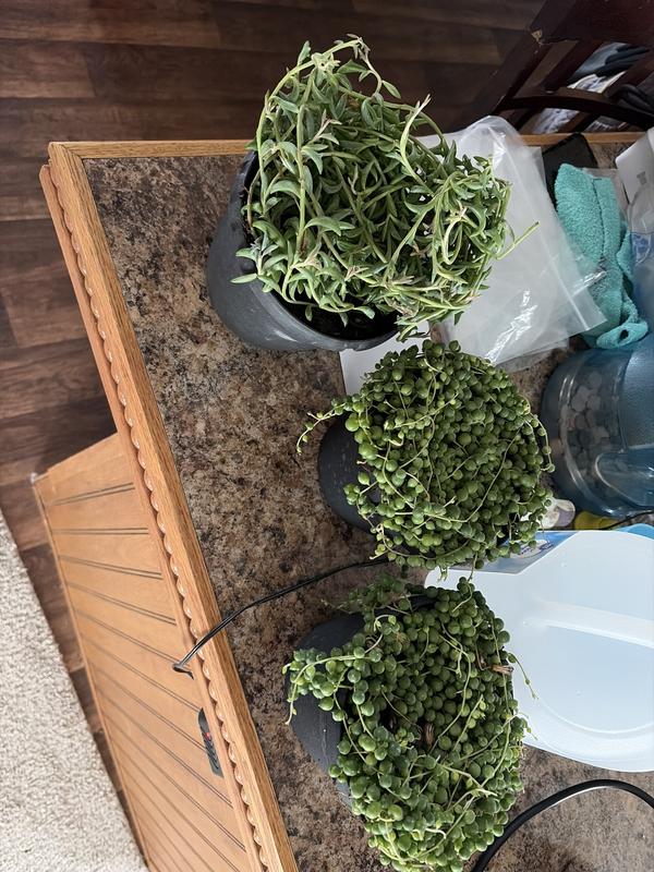 Altman Plants Senecio String Of Dolphins in 1.3-Quart Hanging Basket ...
