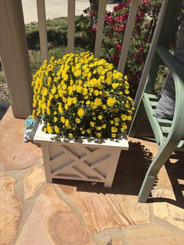 Lowe's 3 Quart(s) Yellow Mum 1 -Pack - Low Maintenance in the Annuals ...