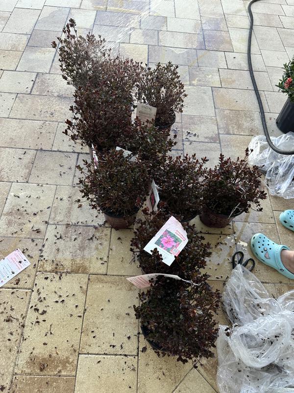 Encore Azalea Autumn Empress Azalea Flowering Shrub in 3 -Gallon Pot 1 ...