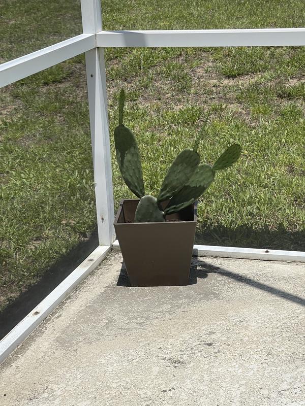 Arcadia Garden Products Square 12-in W Medium Brown Plastic Planter ...