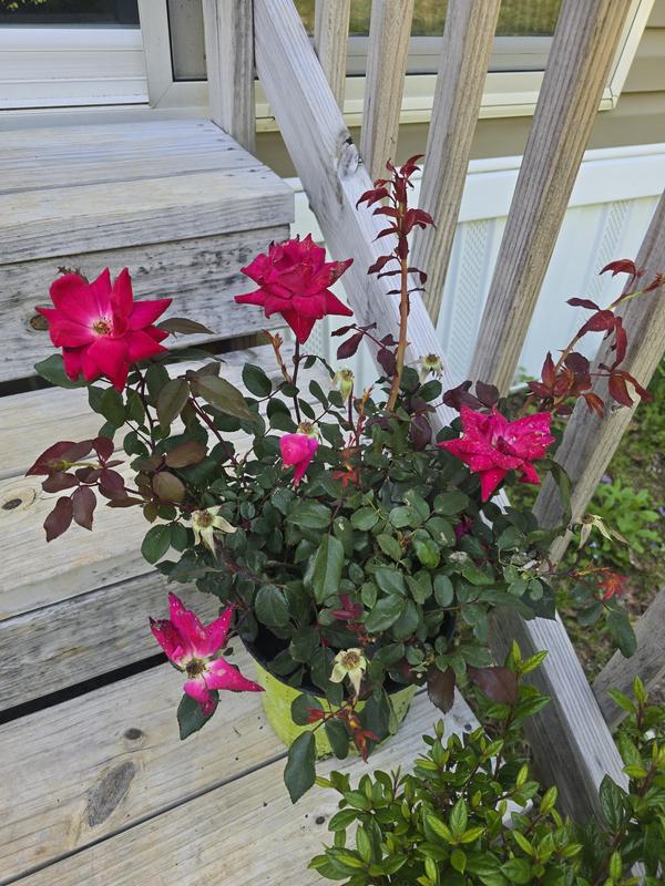 Knock Out Red Double Knock Out Rose Flowering Shrub in 2-Gallon Pot ...