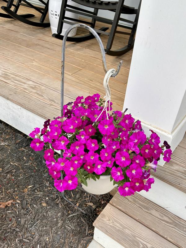 Lowe's 1 Quart(s) Multicolor African Daisy Hanging Basket 2 -Pack in ...