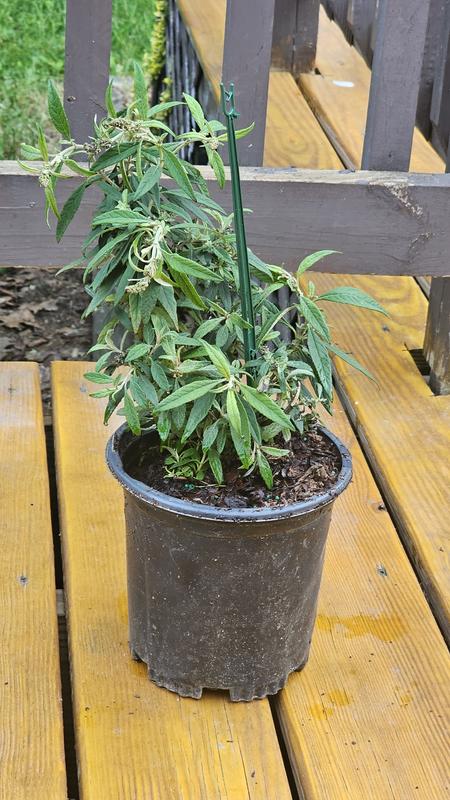 Flowerwood Purple Little Grape Butterfly Bush Flowering Shrub in 2.5 ...