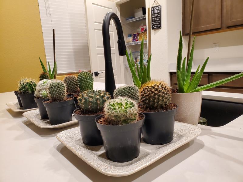 Costa Farms 8.0 -Pack Cactus in 2.5 -in Pot in the Succulents ...