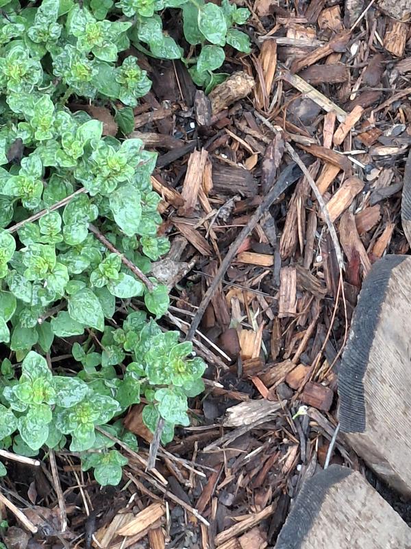 Timberline 2-cu ft All Natural Hardwood Bark Hardwood Mulch 52055476 at ...