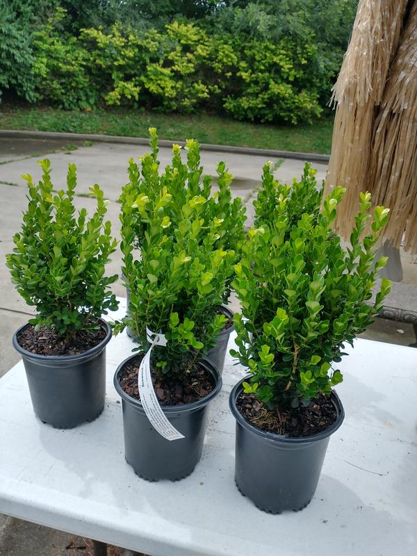 Flowerwood Wintergreen Boxwood Foundation/Hedge Shrub in 2.5-Quart Pot ...