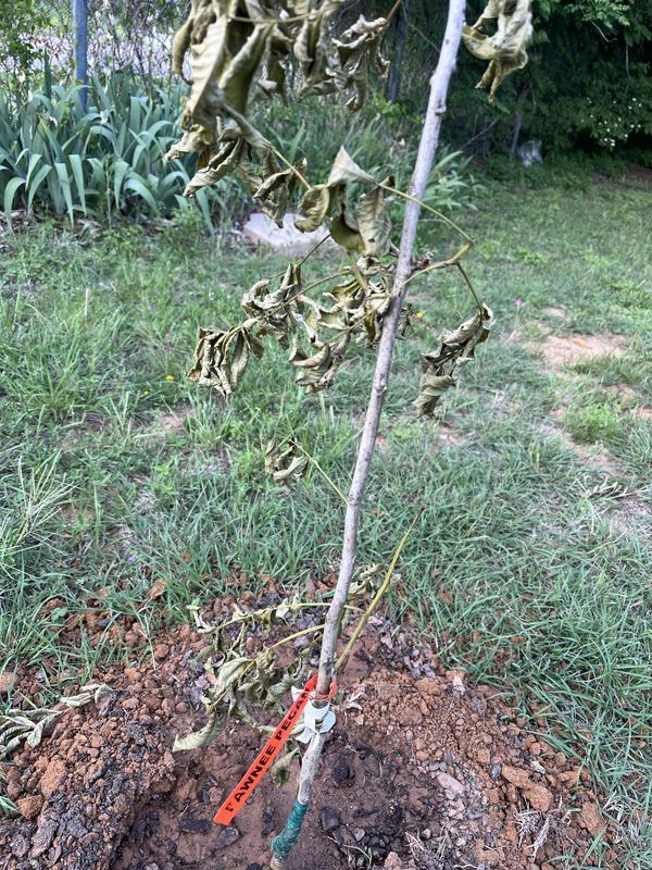 Southern Planters 5-Gallons Shade Pawnee Pecan In Pot (With Soil ...