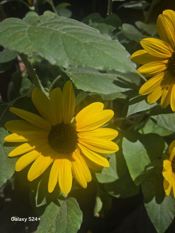 Lowe's 1.50 Gallon(s) Yellow Sunflower 1 -Pack - Low Maintenance in the ...