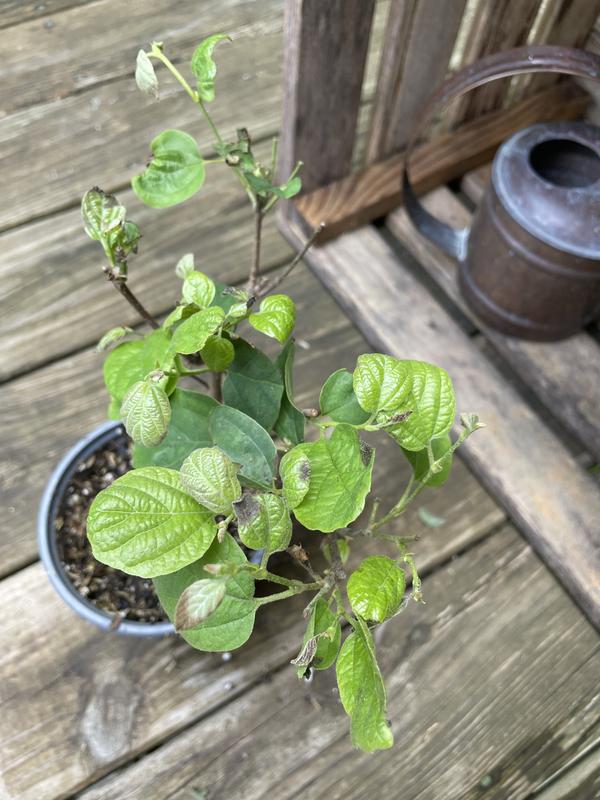 Proven Winners White Legend Of The Small Bottlebrush (Fothergilla ...