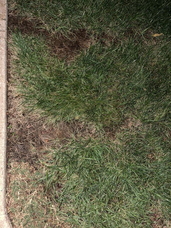 24-in W x 50-in L Fescue Sod Piece in the Sod department at Lowes.com