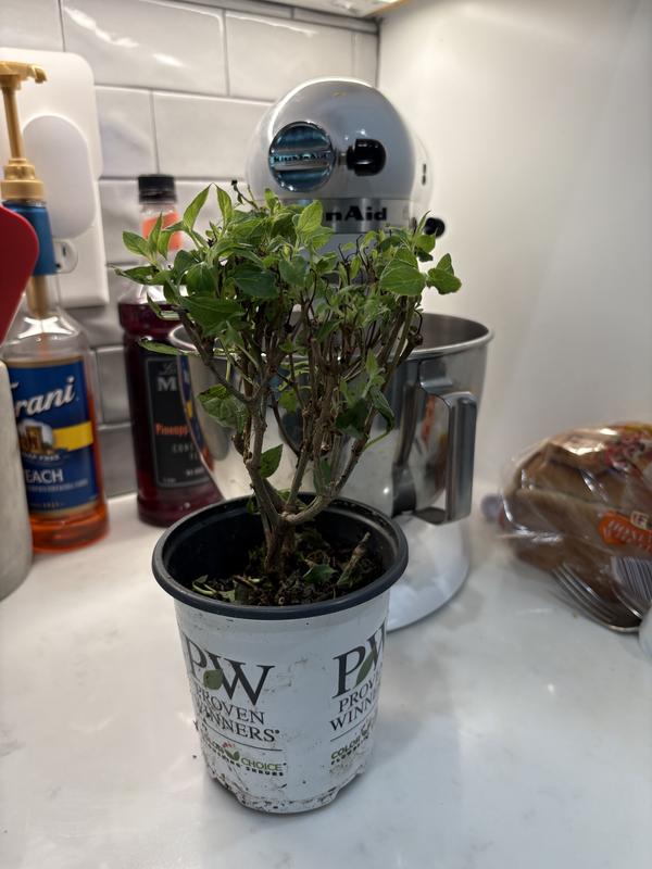 Proven Winners White Puffer Fish Panicle Hydrangea (Paniculata ...