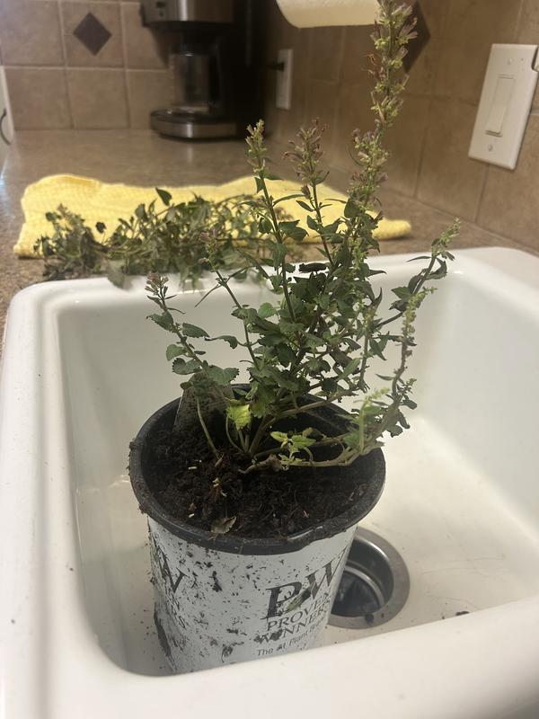 Proven Winners Rosy Purple Meant to Bee 'Royal Raspberry' Anise Hyssop ...