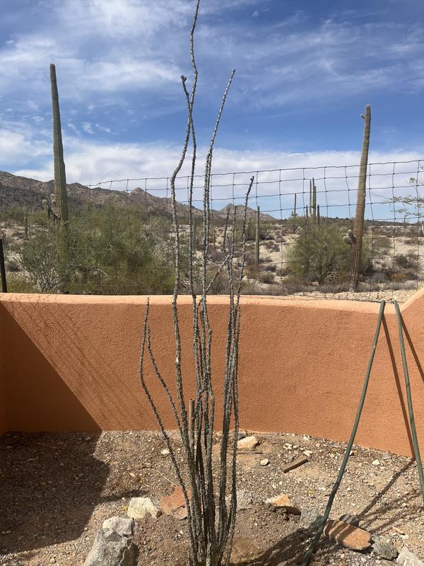 Lowe's Red Ocotillo Feature Shrub In Pot (With Soil) NURSERY at Lowes.com