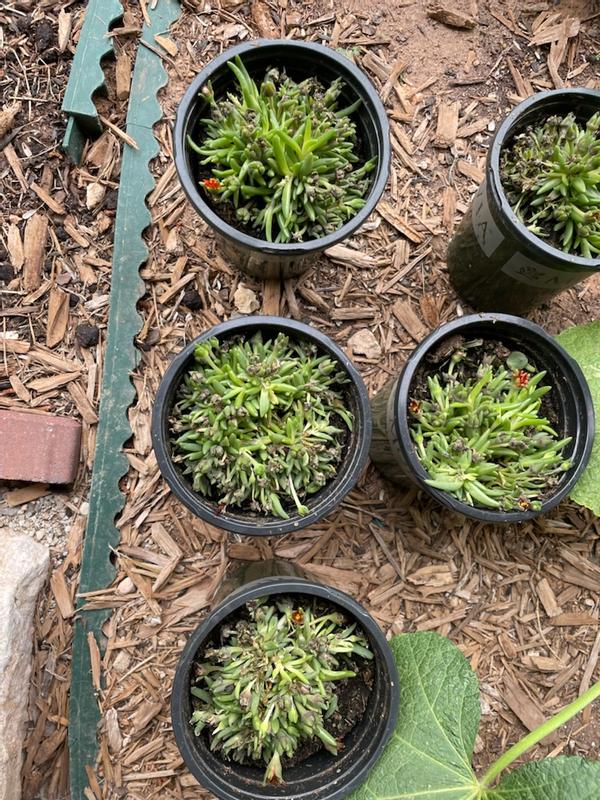 Monrovia Red Ice Plant in 1-Quart Pot 5-Pack 78500 at Lowes.com