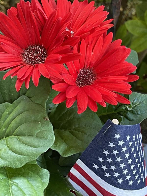 Lowe's 3 Quart(s) Multicolor Gerbera jamesonii 1 -Pack - Low ...
