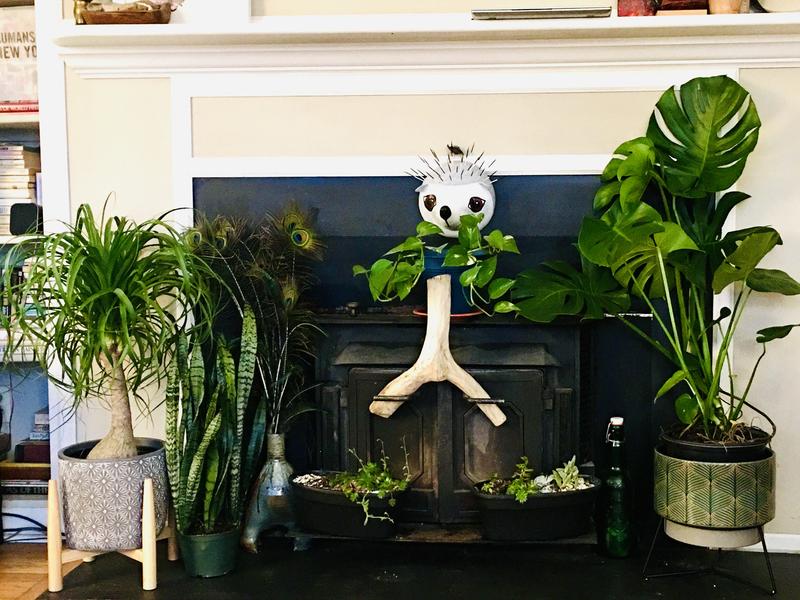 National Plant Network Monstera House Plant in 10-in Pot LW7670 at ...