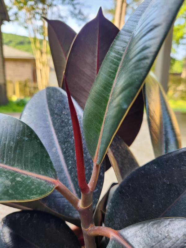 Altman Plants Ruby Ficus Rubber Tree House Plant in 6-in Planter ...