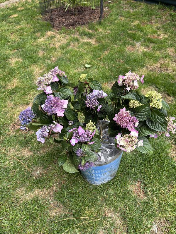 Endless Summer Multicolor Pop Star Bigleaf Hydrangea Flowering Shrub in ...