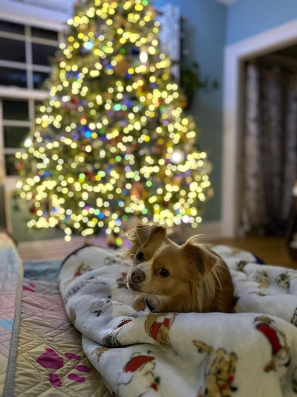 GE 7.5-ft Madison Fir Easy Shape Pre-lit LED Artificial Christmas Tree ...