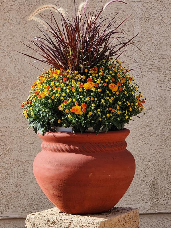 Ready Refill Yellow Mum in 2.50 Gallon(s) Pot 1 -Pack in the Annuals ...