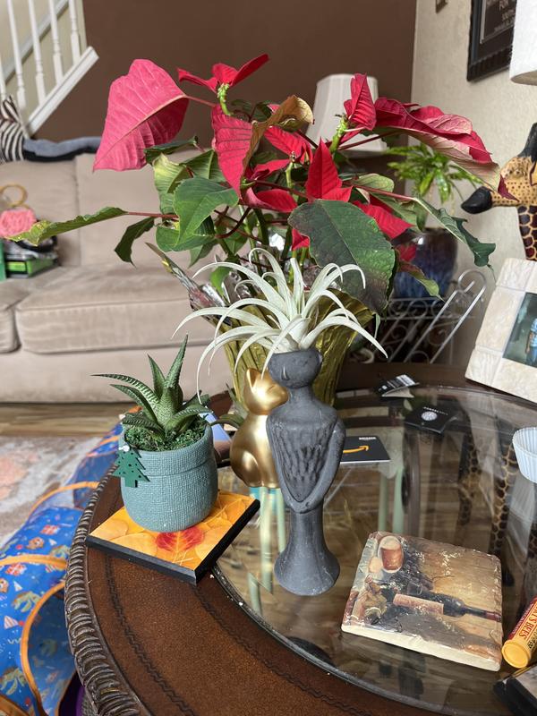 LiveTrends Sage House Plant in 1-Pack(s) Pot ASB06586 at Lowes.com