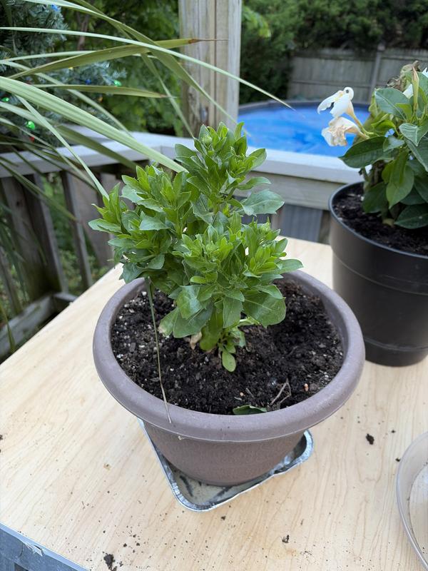 Lowe's 2.50 Quart(s) Multicolor Celosia 1 -Pack - Low Maintenance in ...