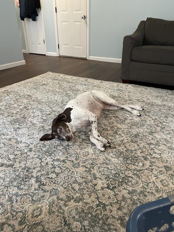 allen + roth Olive Flowers 10 X 13 (ft) Green Indoor Floral/Botanical ...