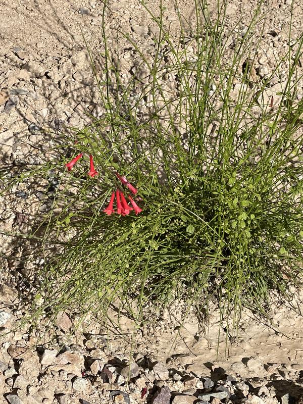 Lowe's Firecracker Plant Shrub in -Gallon Pot with Red Blooms in the ...