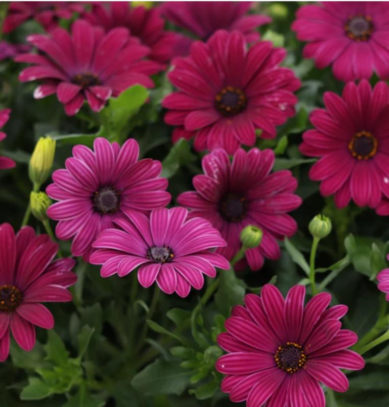 Lowe's Multicolor African Daisy in 1-Gallon Planter 5-Pack NURSERY at ...