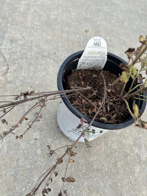 Proven Winners Rosy Purple Meant to Bee 'Royal Raspberry' Anise Hyssop ...