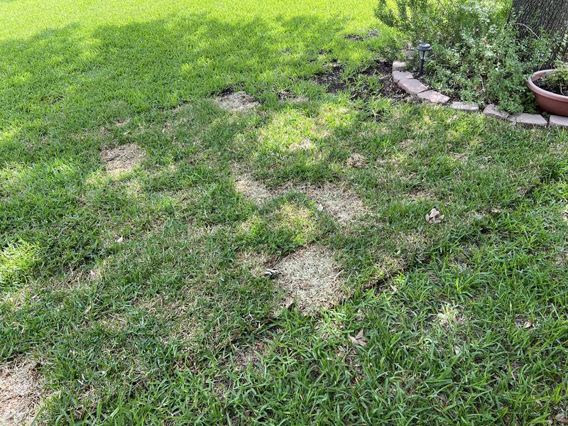 24-in x 16-in St. Augustine Sod Piece in the Sod department at Lowes.com