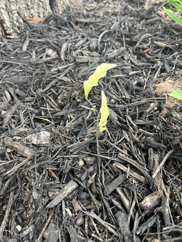Spring Hill Nurseries White Foliage Filigree Hosta Perennial Plant in 1 ...