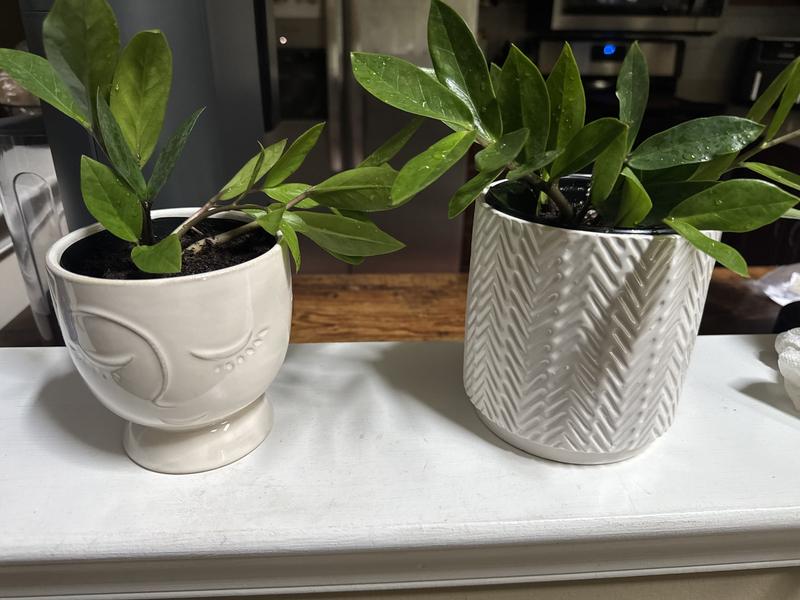 Costa Farms Zz Plant House Plant in 6-in Pot M-GZZ-S-GMC-01-LW at Lowes.com