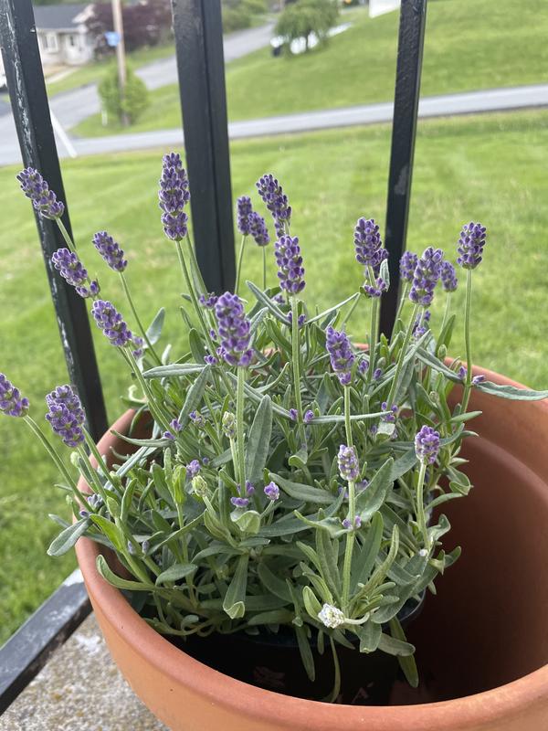 Monrovia Purple Super Blue Lavender Plant in 2 -Quart Pot 1 -Pack - Low ...
