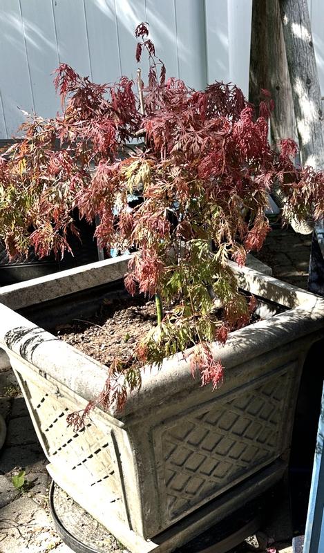 Spring Hill Nurseries 3 -Gallon Feature Tree Orangeola Japanese Maple ...