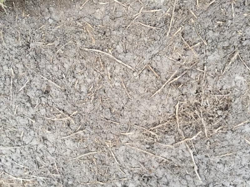 Harmony Outdoor Brands 500-sq ft Natural Zoysia Sod Pallet ZOYS500DCOM ...