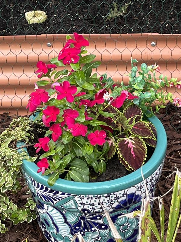 Lowe's Multicolor Cora Vinca in 6 -Pack Tray in the Annuals department ...