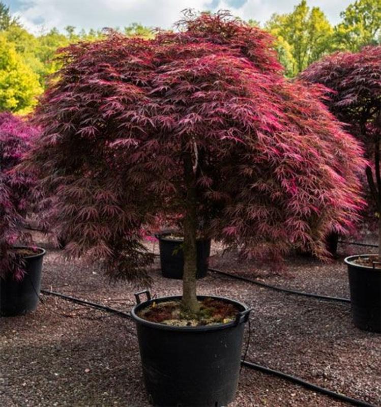 Lowe's 10.25-Gallon Red Feature Laceleaf Japanese Maple In Pot (With ...