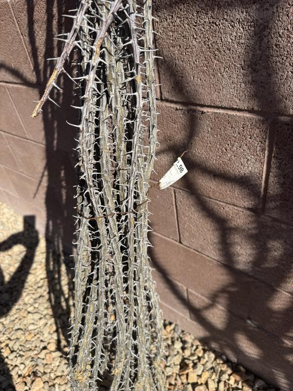 Lowe's Red Ocotillo Feature Shrub In Pot (With Soil) NURSERY at Lowes.com