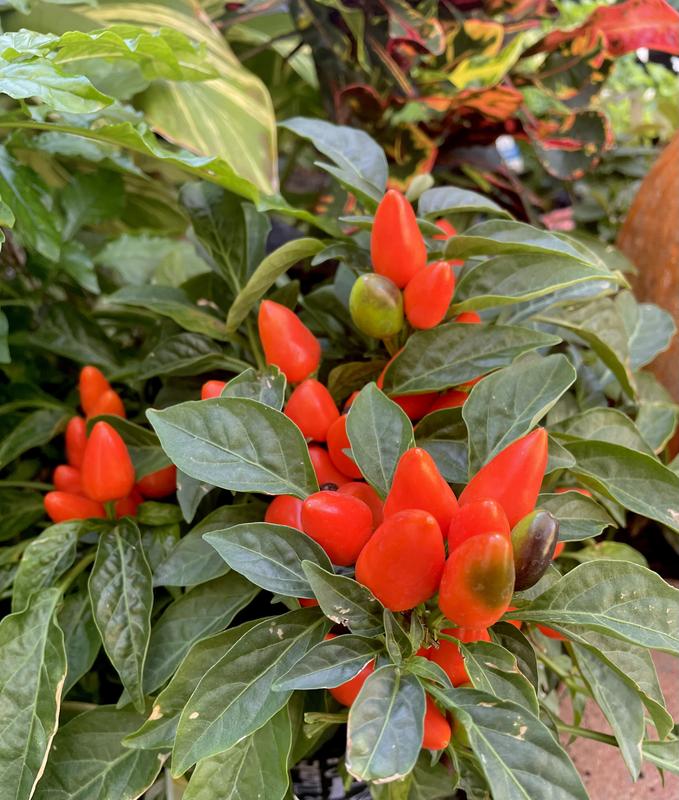 Altman Plants Orange Marigold in 1-Pint Pot 4-Pack 0881212 at Lowes.com