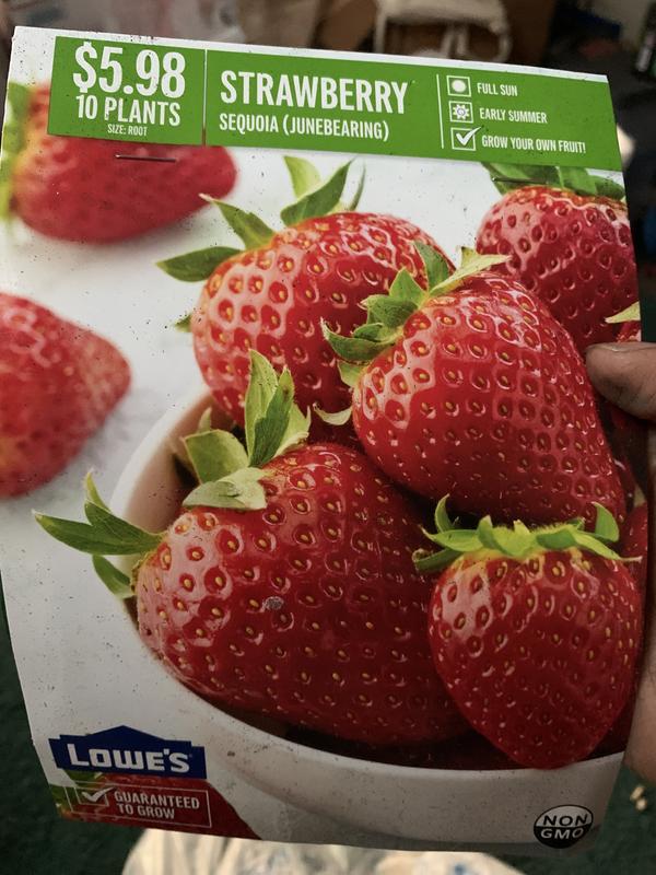 STRAWBERRY OZARK BEAUTY PEG PBS in the Plant Bulbs department at Lowes.com