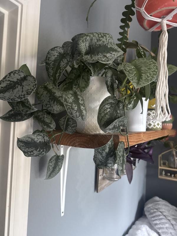 LiveTrends Pyxis House Plant in 12-oz Hanging Basket ASB07742 at Lowes.com