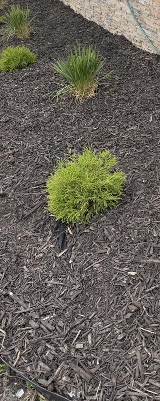 2.5 -Quart Karl Foerster Grass Accent Shrub 1 -Pack in the Shrubs ...
