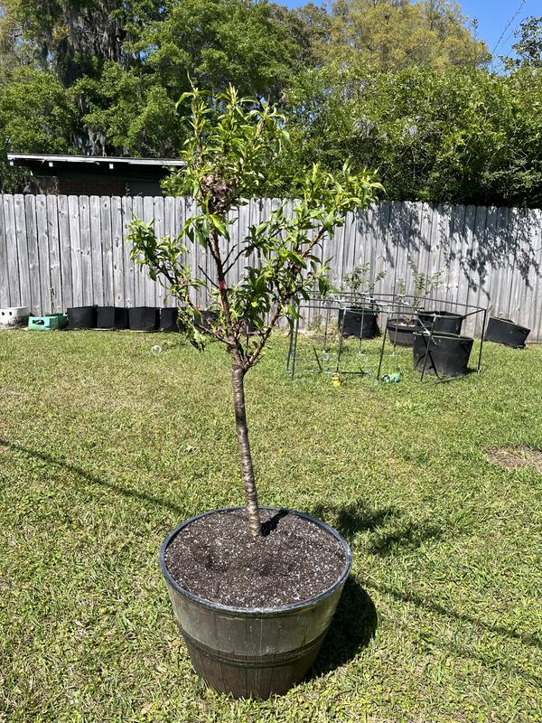 Southern Planters Pink Fruit Bonanza Peach In Pot (With Soil) PCHBNZ07G ...