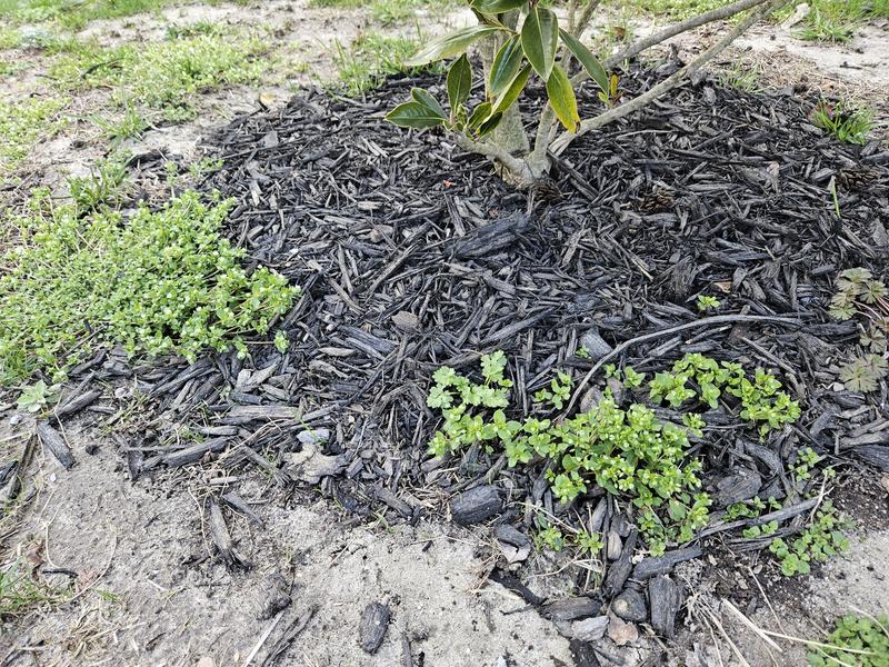 Preen 2-cu ft Black Pine Mulch Plus Weed Control Mulch in the Bagged ...